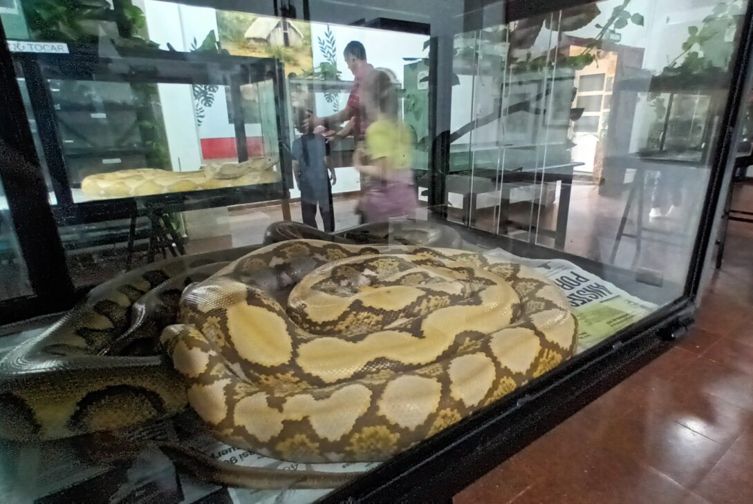 El serpentario presente en la Fiesta Nacional del Inmigrante - Canal Doce Misiones