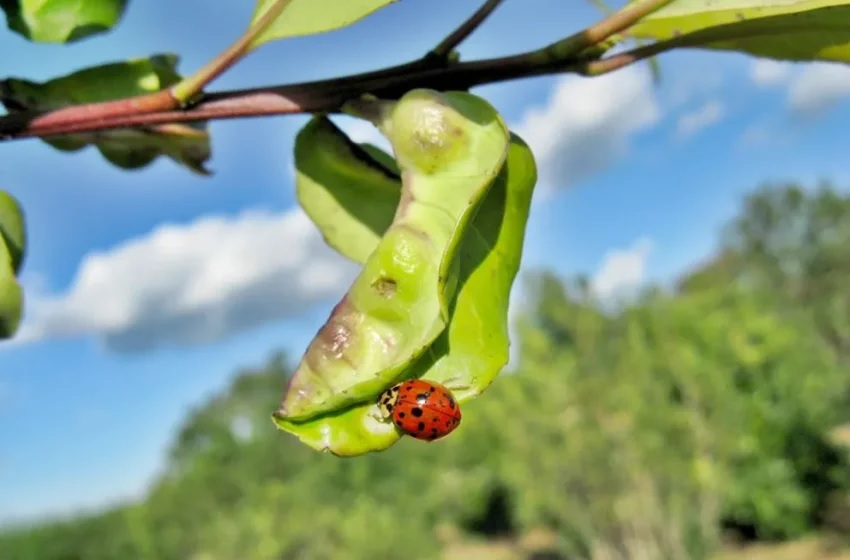Los insectos benéficos y el aporte que pueden hacer en los yerbales ...