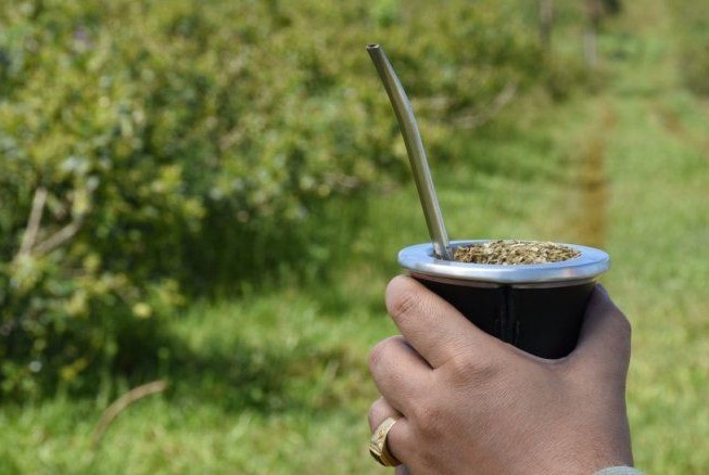 Por qué se celebra hoy el Día del Mate en Argentina - Canal Doce Misiones