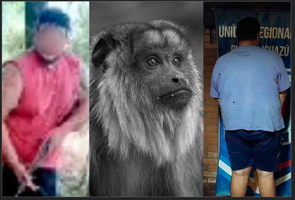 Penas posibles para el detenido por matar a un mono carayá