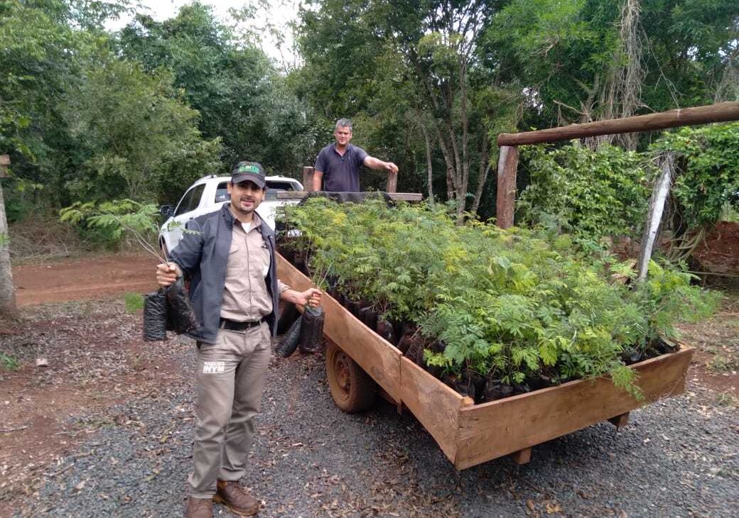 El 2023 finaliza con la implantación en Misiones de 233 mil árboles de ...