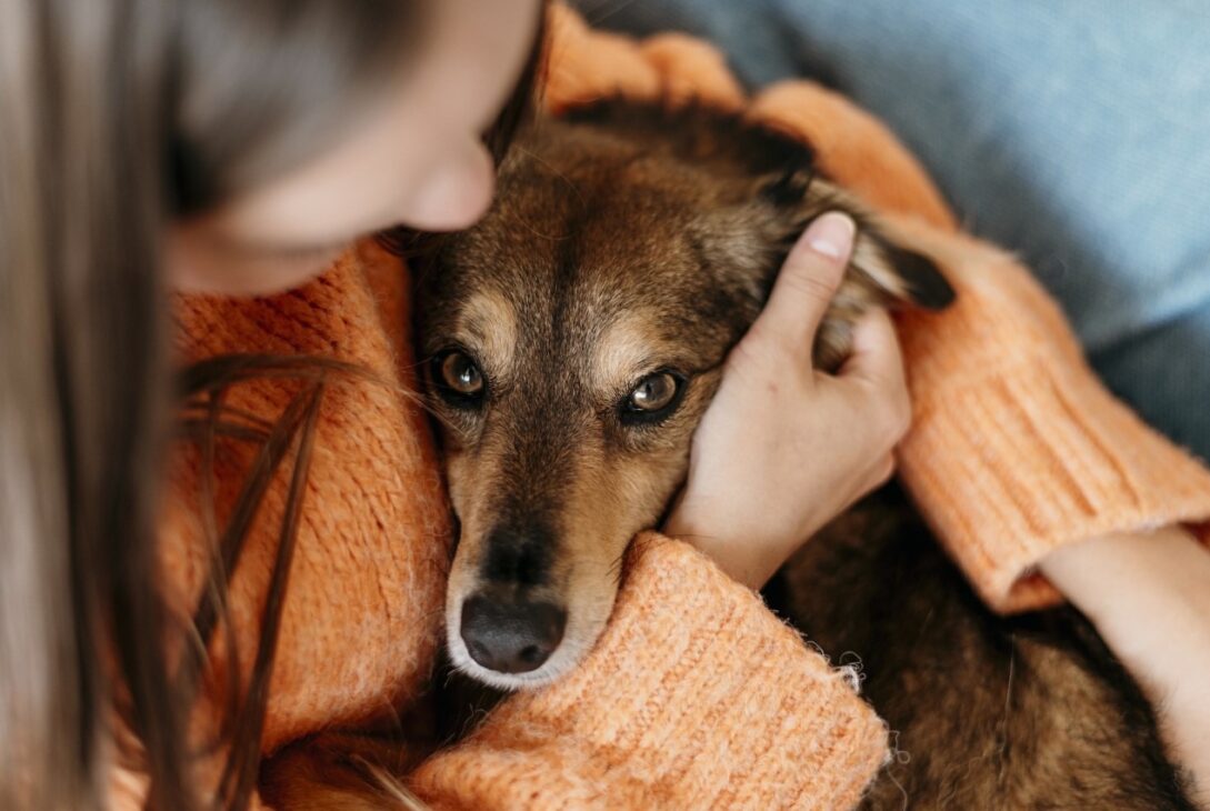 Día Mundial Del Perro Adoptado Por Qué Se Celebra Cada 23 De