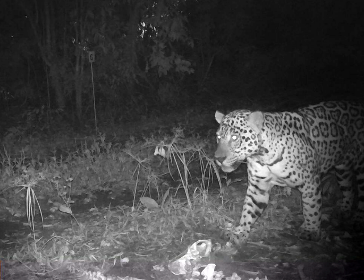 El yaguareté Boyrá se dejó ver en el Parque Nacional Iguazú