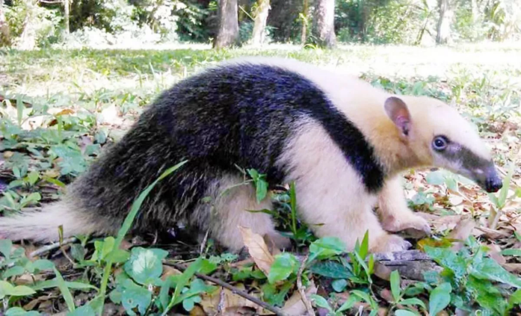 El oso melero rescatado en Iguazú se recupera en Güira Oga