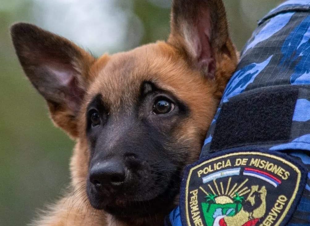 Cómo es el adiestramiento para los perros para seguridad