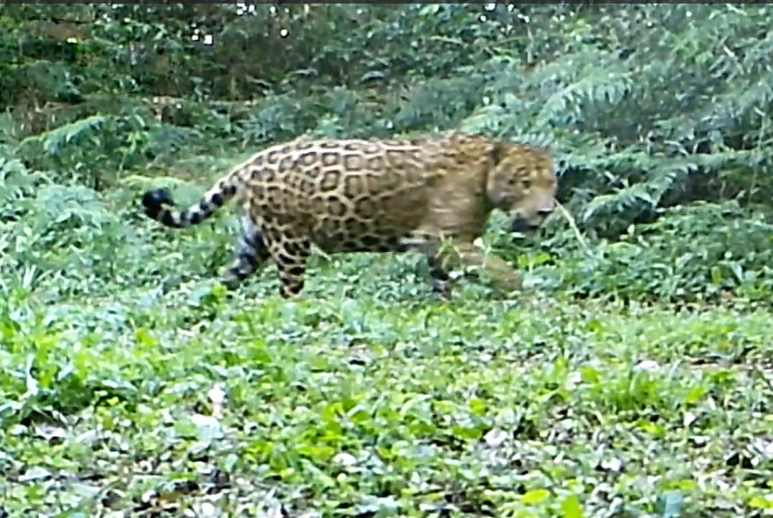 Captan a otro yaguareté paseando en el Parque Nacional Iguazú - Canal ...