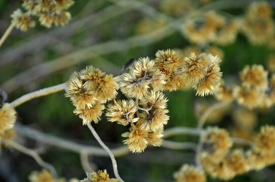 Semana Santa: la práctica de recoger marcela y sus propiedades - Canal ...
