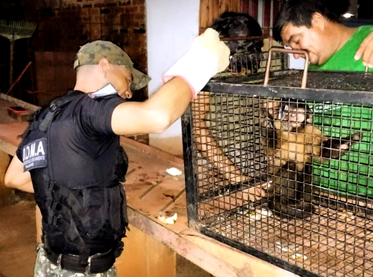 La Policía Ambiental realizó nuevas operaciones de rescate animal ...