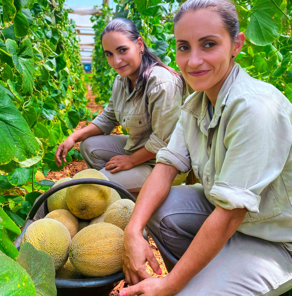 Referencia en la región: Comenzó la cosecha de melones cultivados con ...
