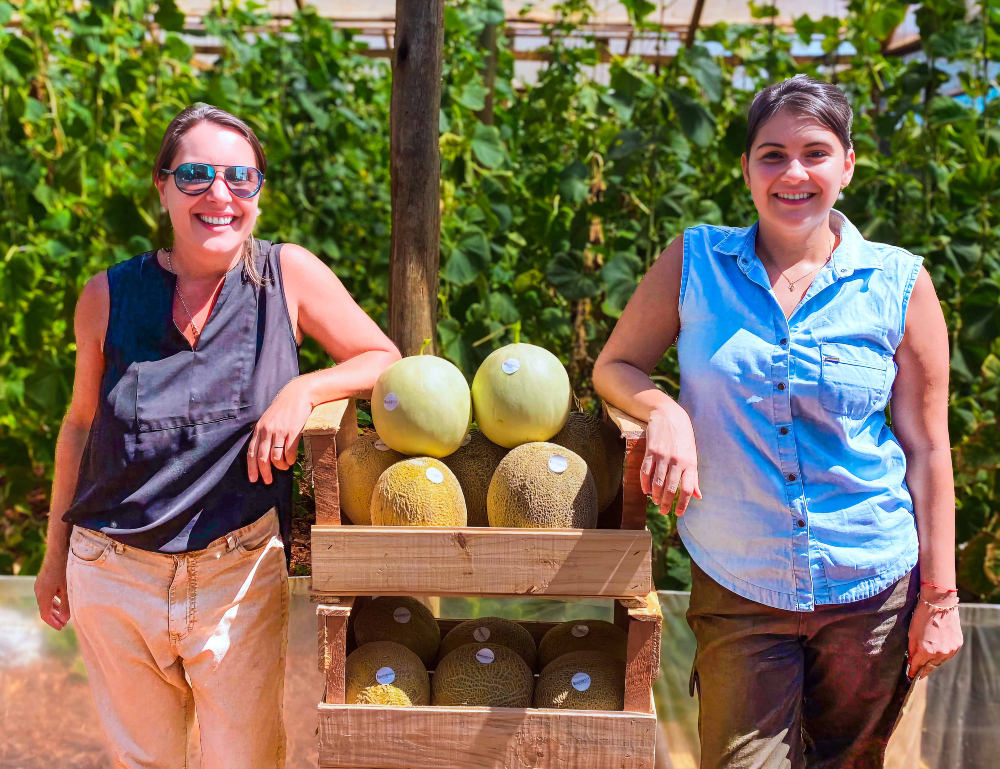 Referencia en la región: Comenzó la cosecha de melones cultivados con ...