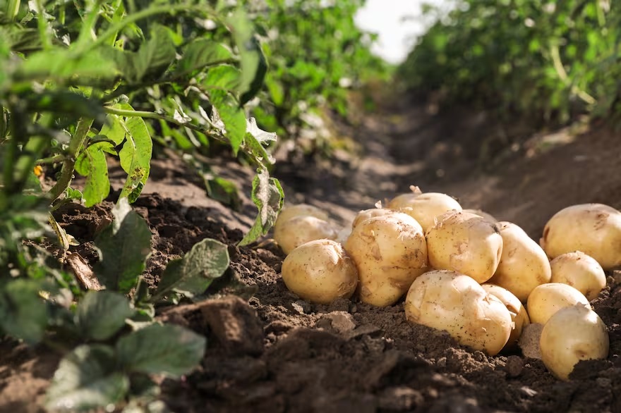 Día Mundial de la Papa: cuáles son sus beneficios para la salud y cómo ...