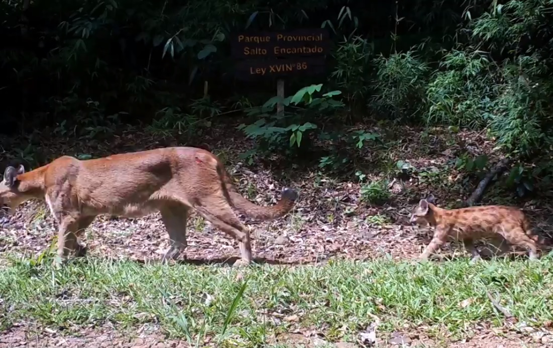 Captaron una puma hembra con su cachorro en el Salto Encantado - Canal ...