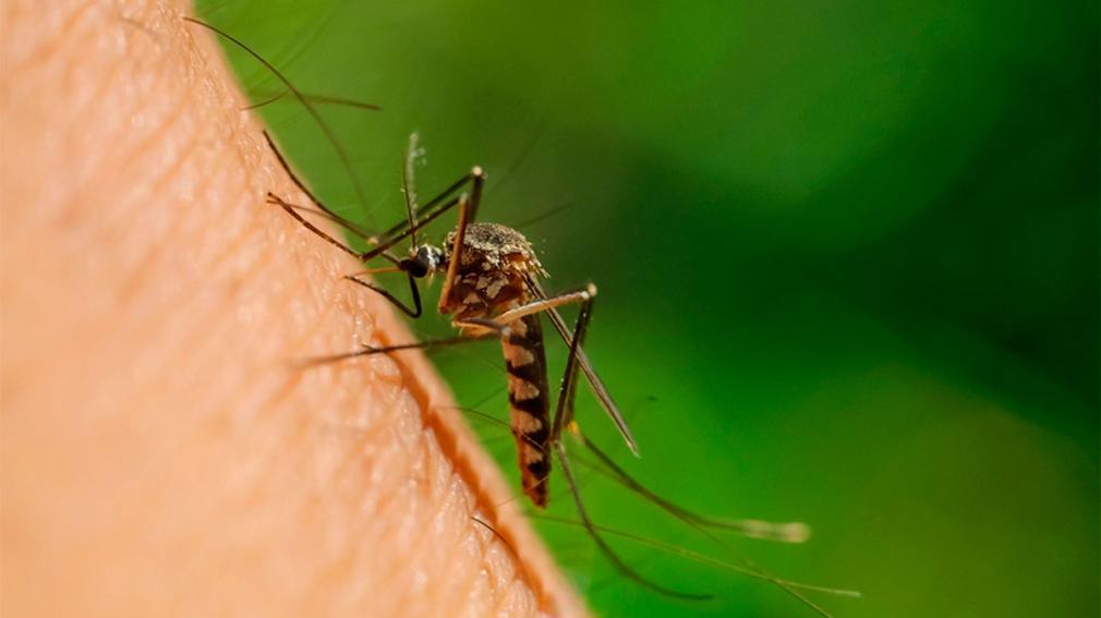 Brasil confirmó dos muertos por el virus Oropouche: cómo se transmite y ...