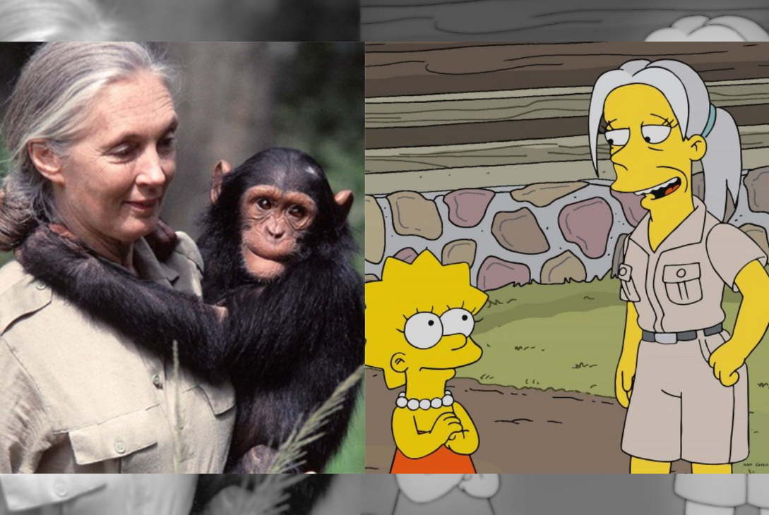 Quién es Jane Goodall, la etóloga que apareció en Los Simpsons y visitará Iguazú - Canal Doce ...