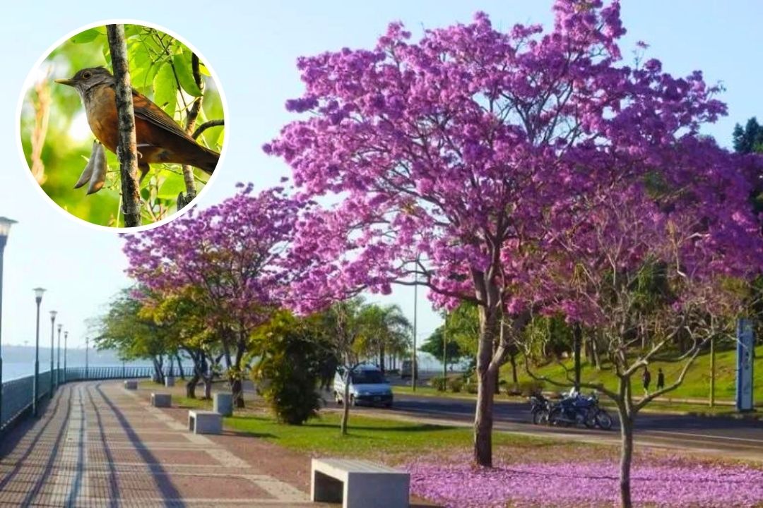 Cuál es el ave misionero que anuncia la llega de la primavera con su ...