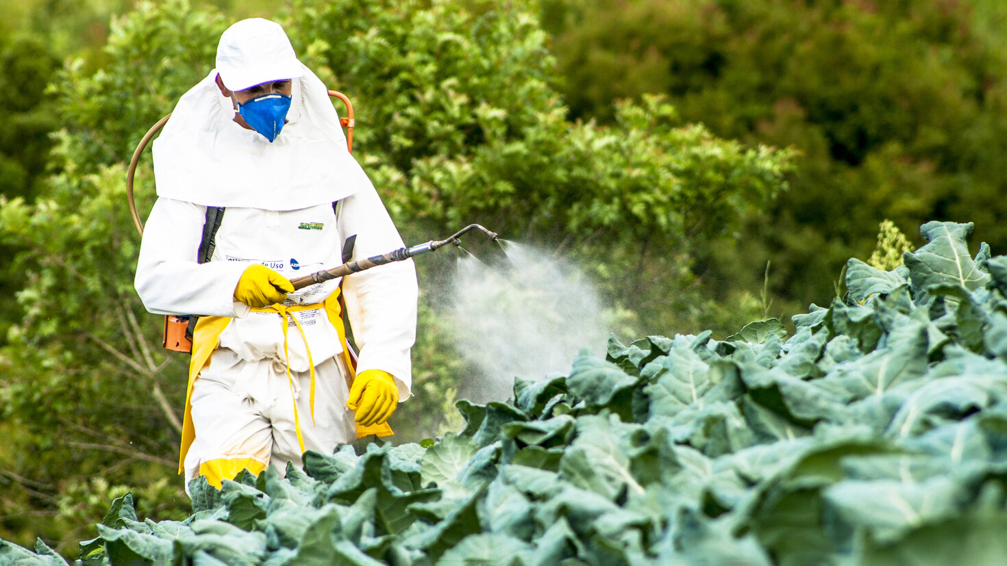 Joven creó un sistema que permite detectar el uso de agroquímicos en ...