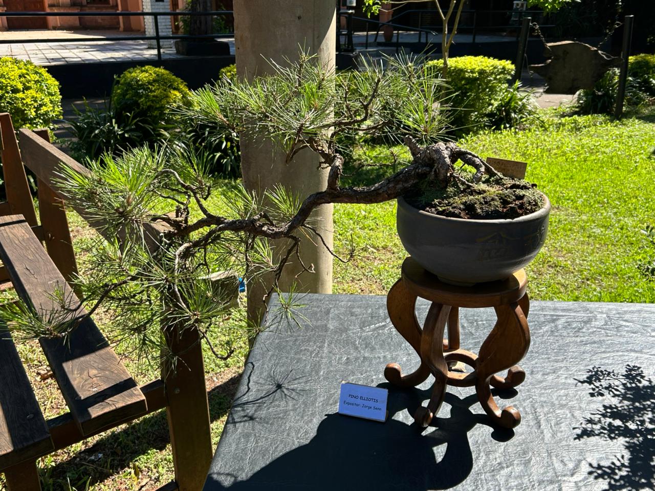 Misiones celebra la Expo Bonsái y Cultura Japonesa con más de 30 ...