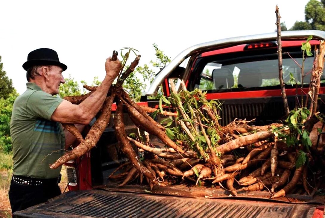 La mandioca, base de la gastronomía regional