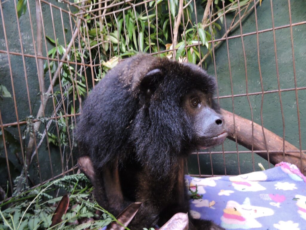 El centro de rescate Ohana podrá salvar más de 600 animales por año ...