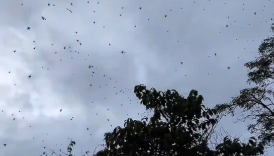 Impactante “lluvia de arañas” en Brasil: el fenómeno que sorprendió a ...