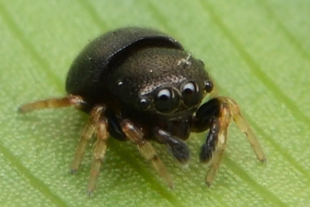 Descubren en San Pedro una nueva especie de araña que imita escarabajos ...