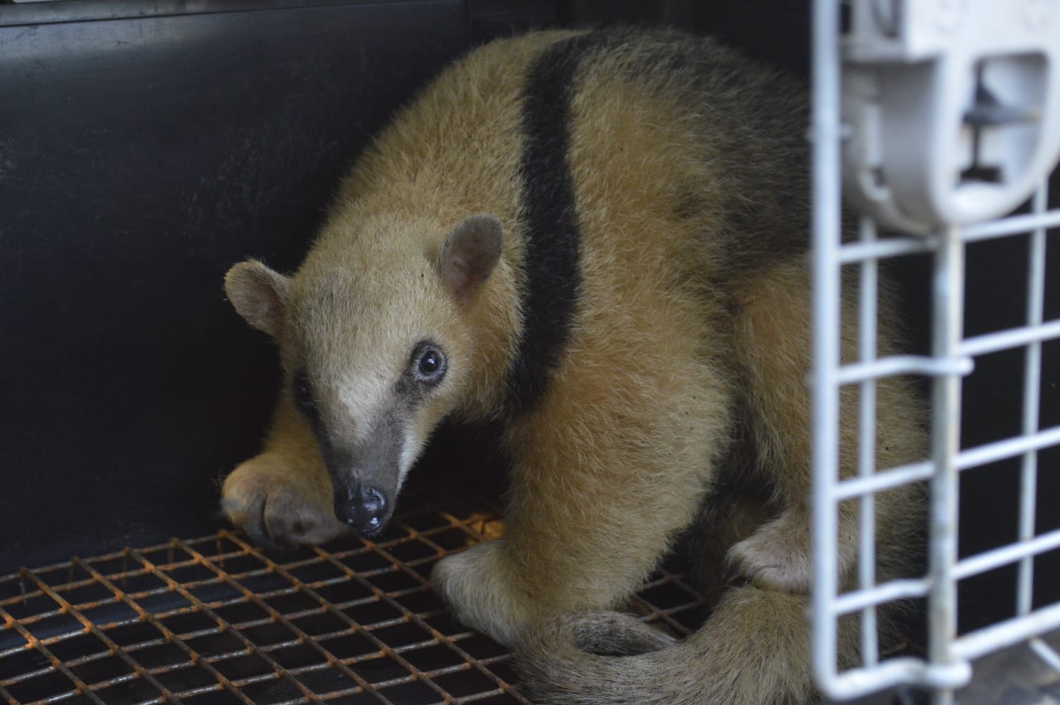 Reinsertaron en su hábitat natural a un oso melero rescatado en Oberá