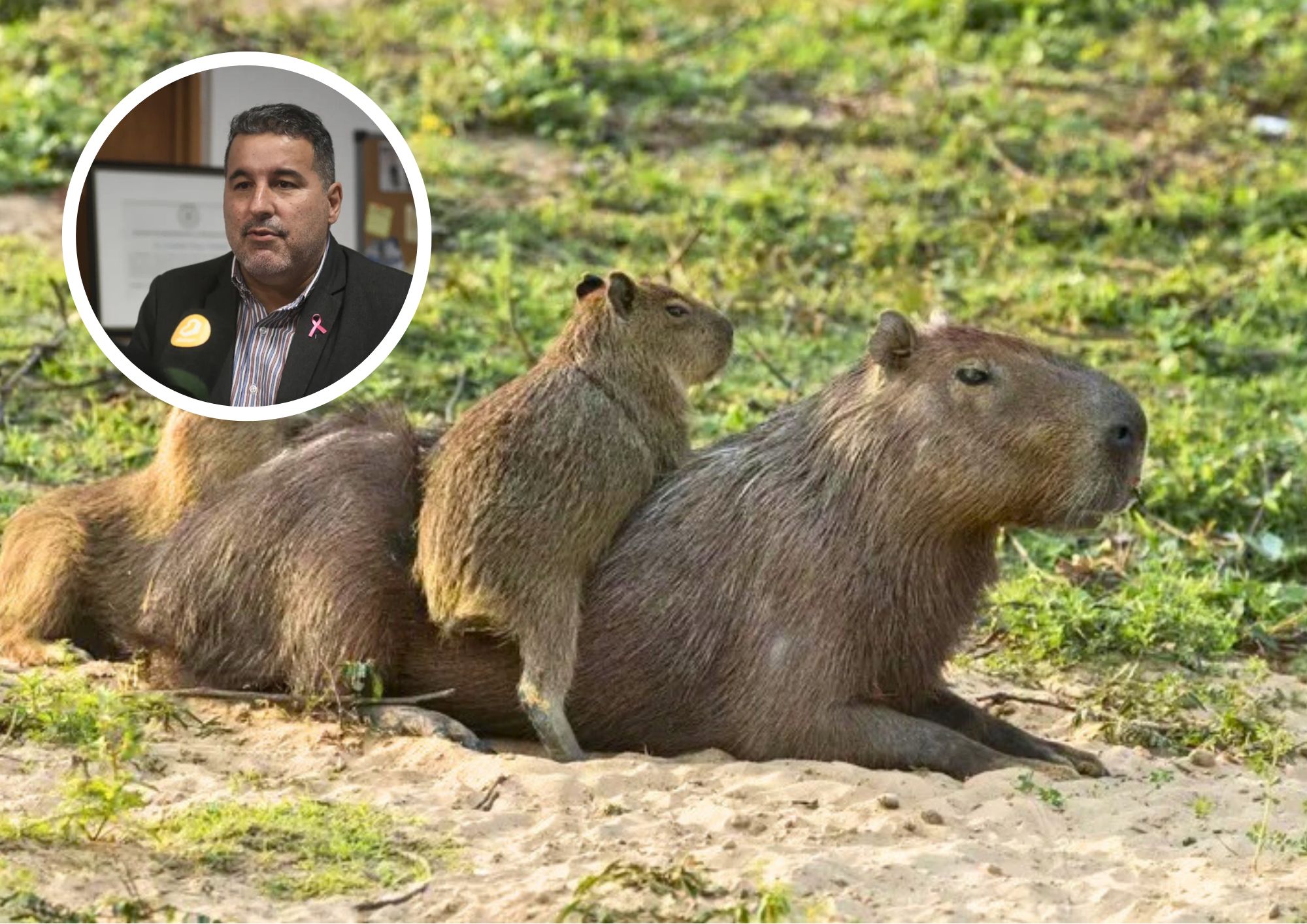 Carpinchos faenados: cuáles son las penas que contempla la ley en Misiones