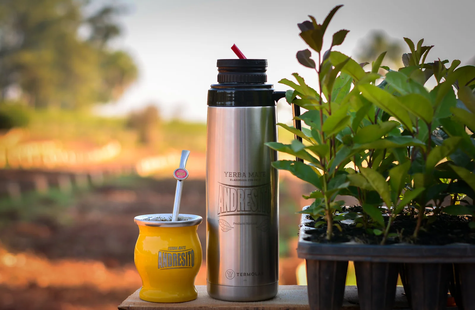 Yerba Mate Andresito apuesta a lo orgánico: la cooperativa lanzará su ...