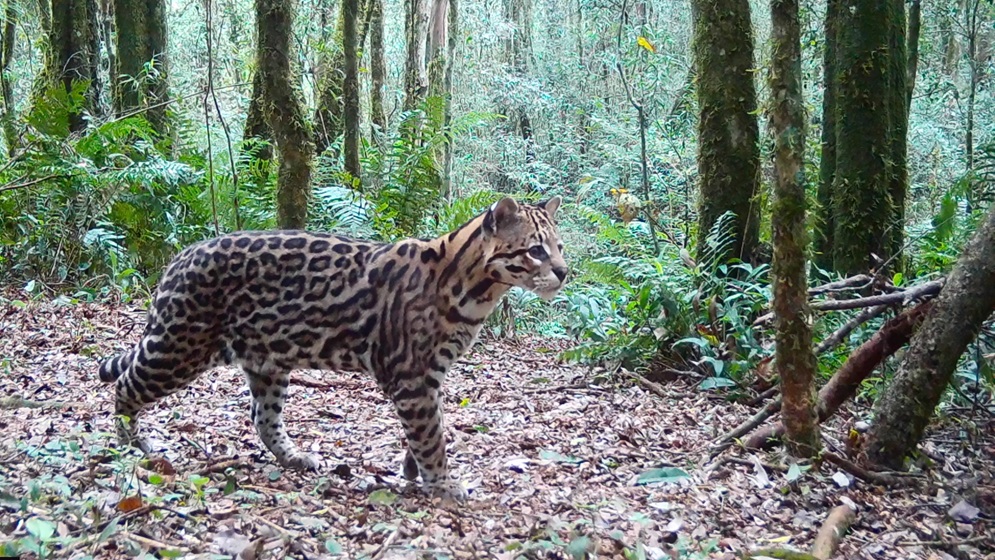 El mayor censo mundial sobre ocelotes reveló que la selva misionera ...