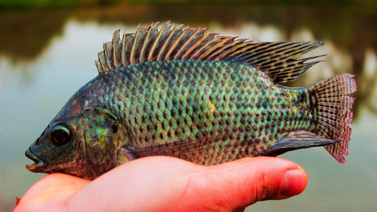 La provincia produce y consume pescado: 16.500 kilos vendidos en abril ...